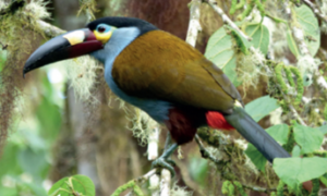 Conoce los animales en peligro de extinción en Ecuador - Nación Plus